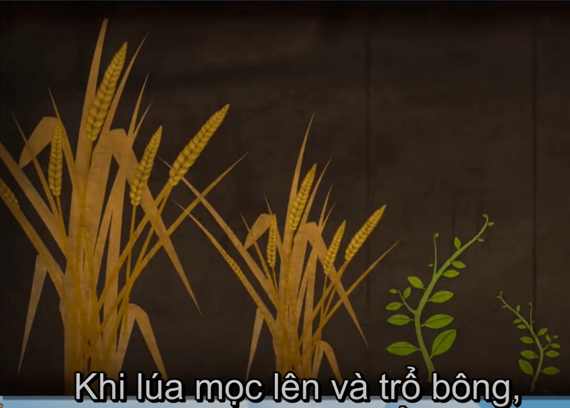 Lúa và Cỏ Lùng - hiepthong.net